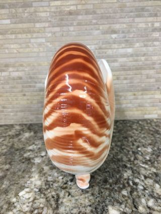 Fitz And Floyd Ceramic Nautilus Shell Vase Planter Vintage | #51984626
